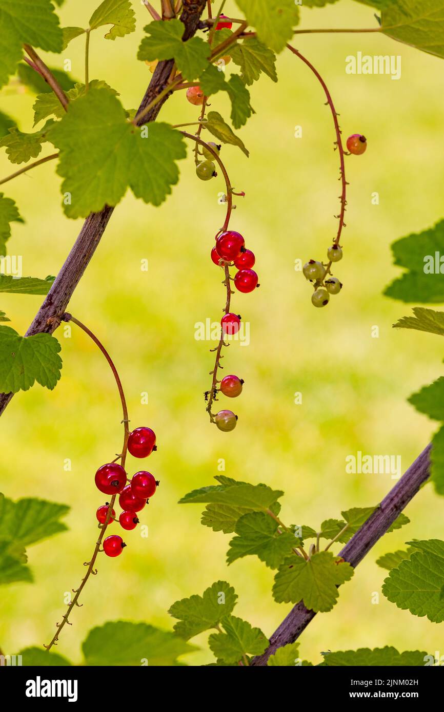 Red currants on a bush with leaves isolated in front of a green garden ...