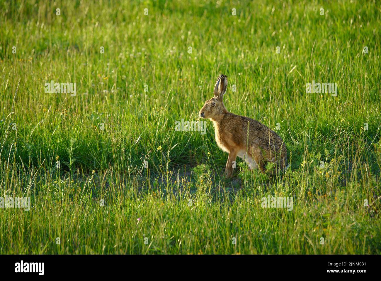 rabbit, hare, rabbits Stock Photo - Alamy