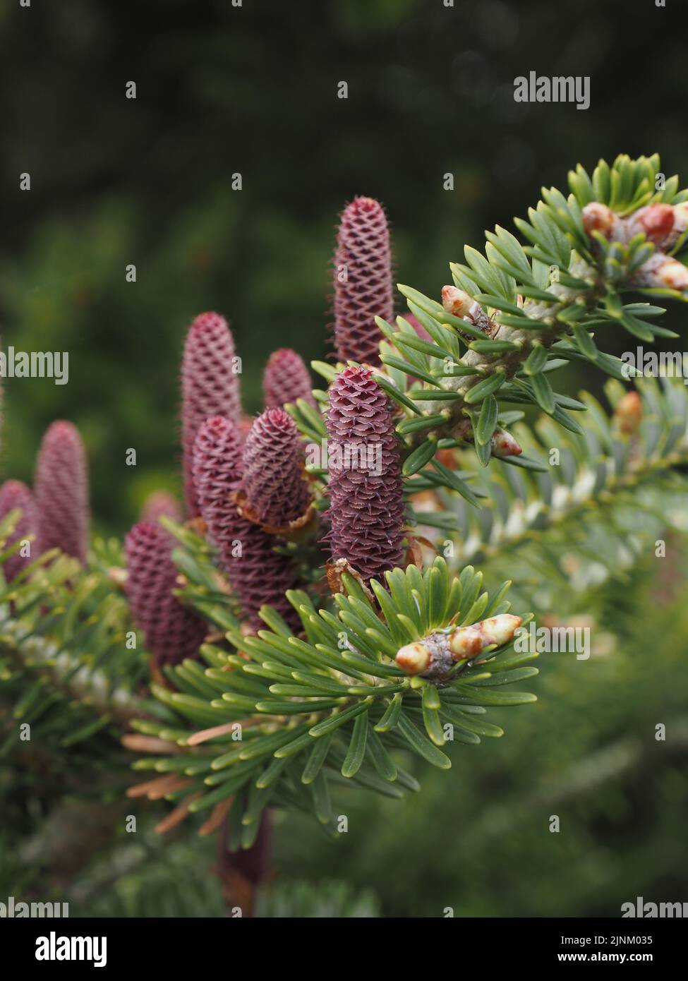 pine cone, picea abies, pine cones Stock Photo - Alamy