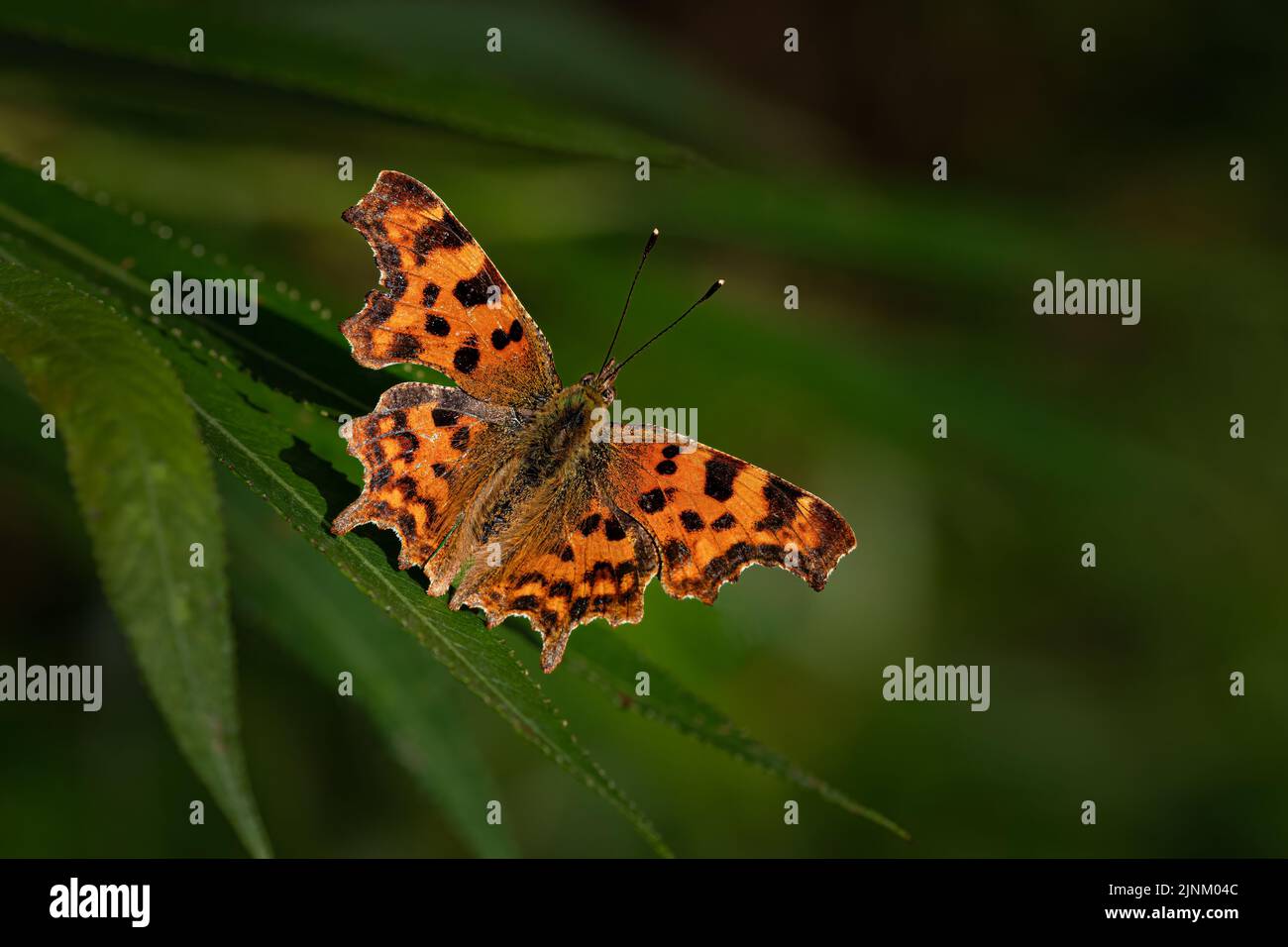 Comma Butterfly (Polygonia c-album) on Leaf Stock Photo - Alamy