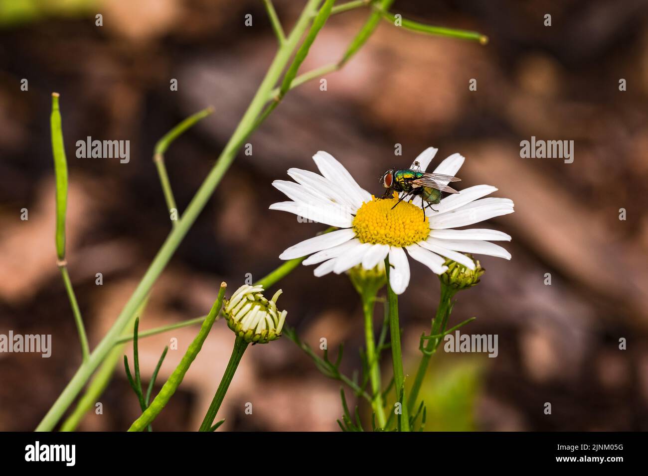 The striking white flower of a daisy with two flies isolated against ...