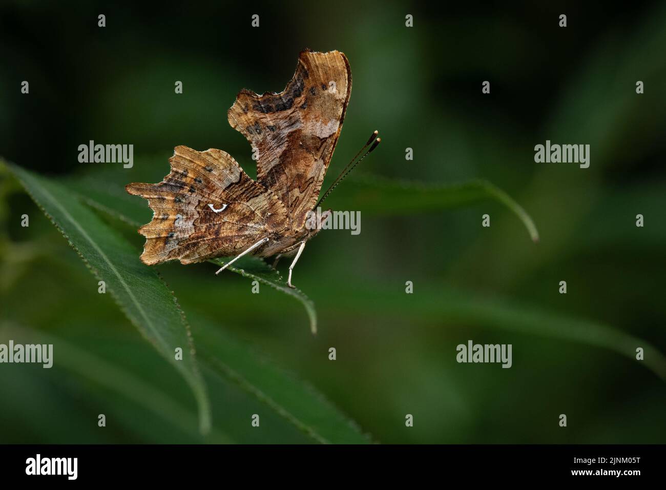 Comma Butterfly (Polygonia c-album) on Leaf Stock Photo - Alamy