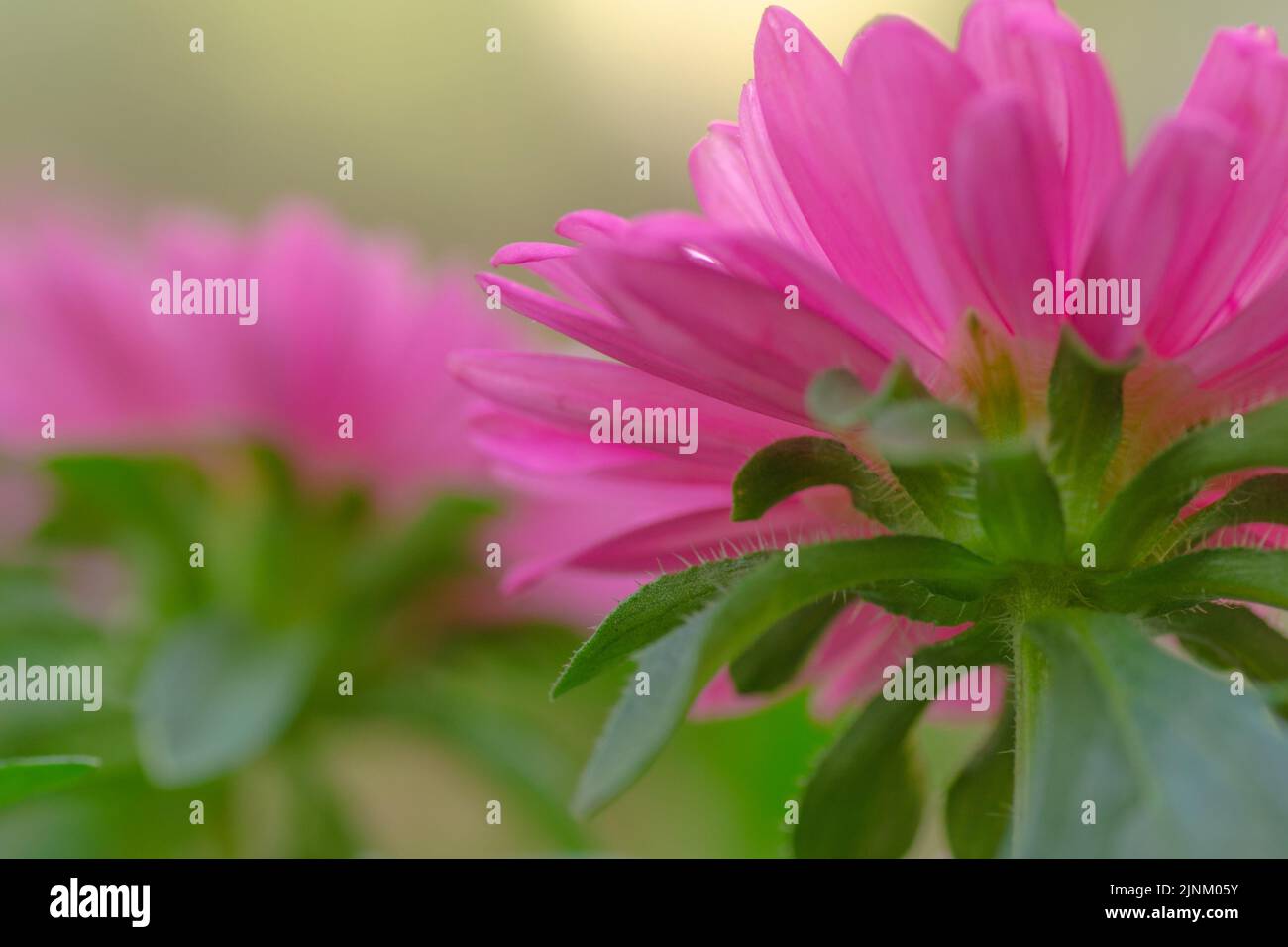The pink petals of a blooming flower viewed from below Stock Photo - Alamy