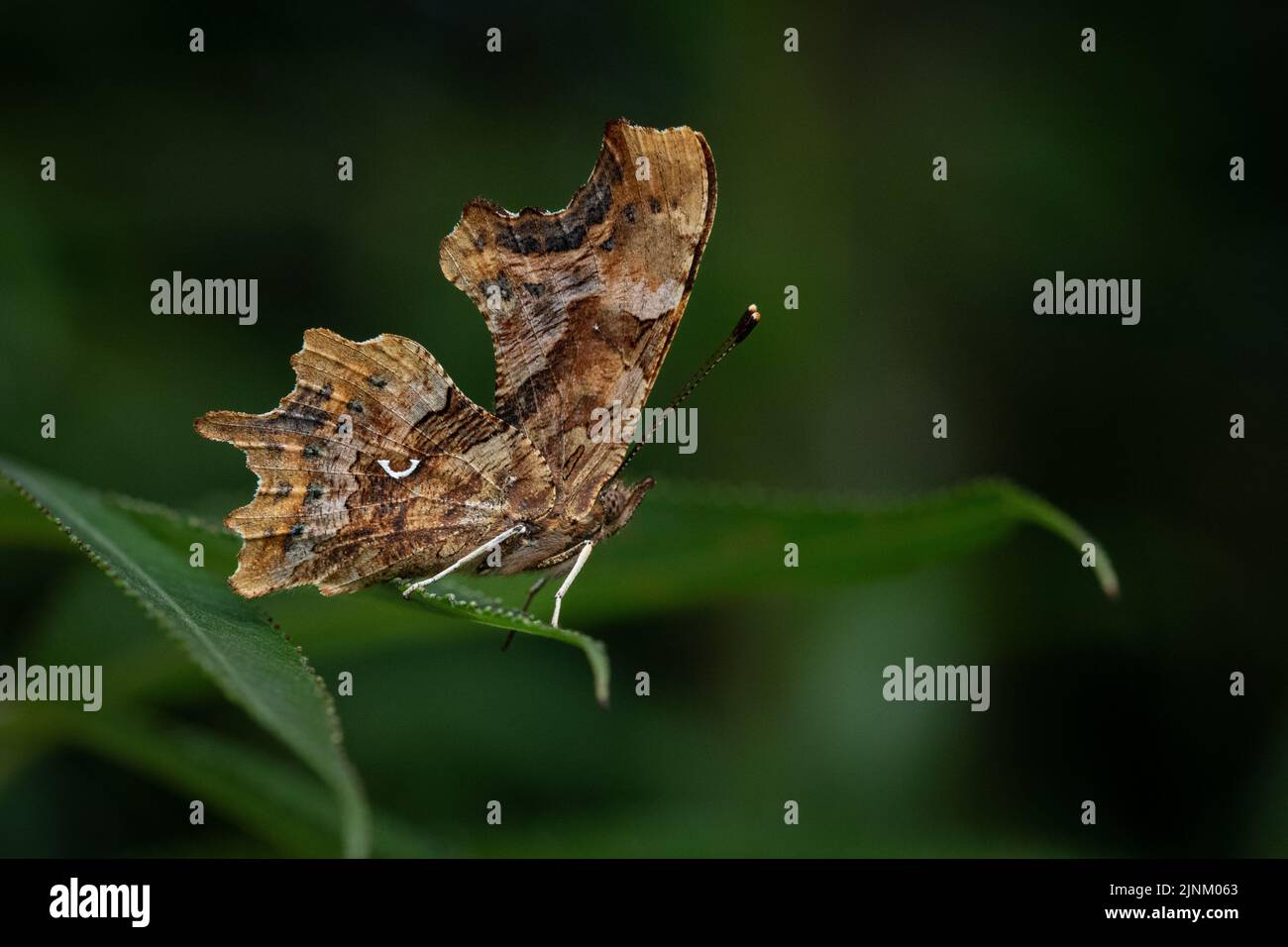 Comma Butterfly (Polygonia c-album) on Leaf Stock Photo - Alamy