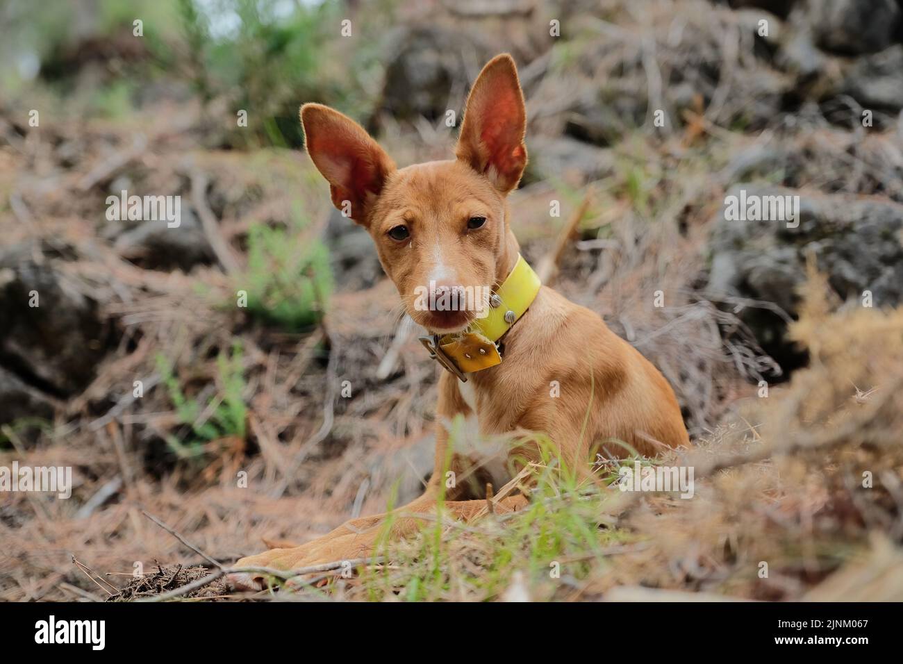 Brown Andalusian Podenco puppy hunting, hunting dog for rabbits, hares ...