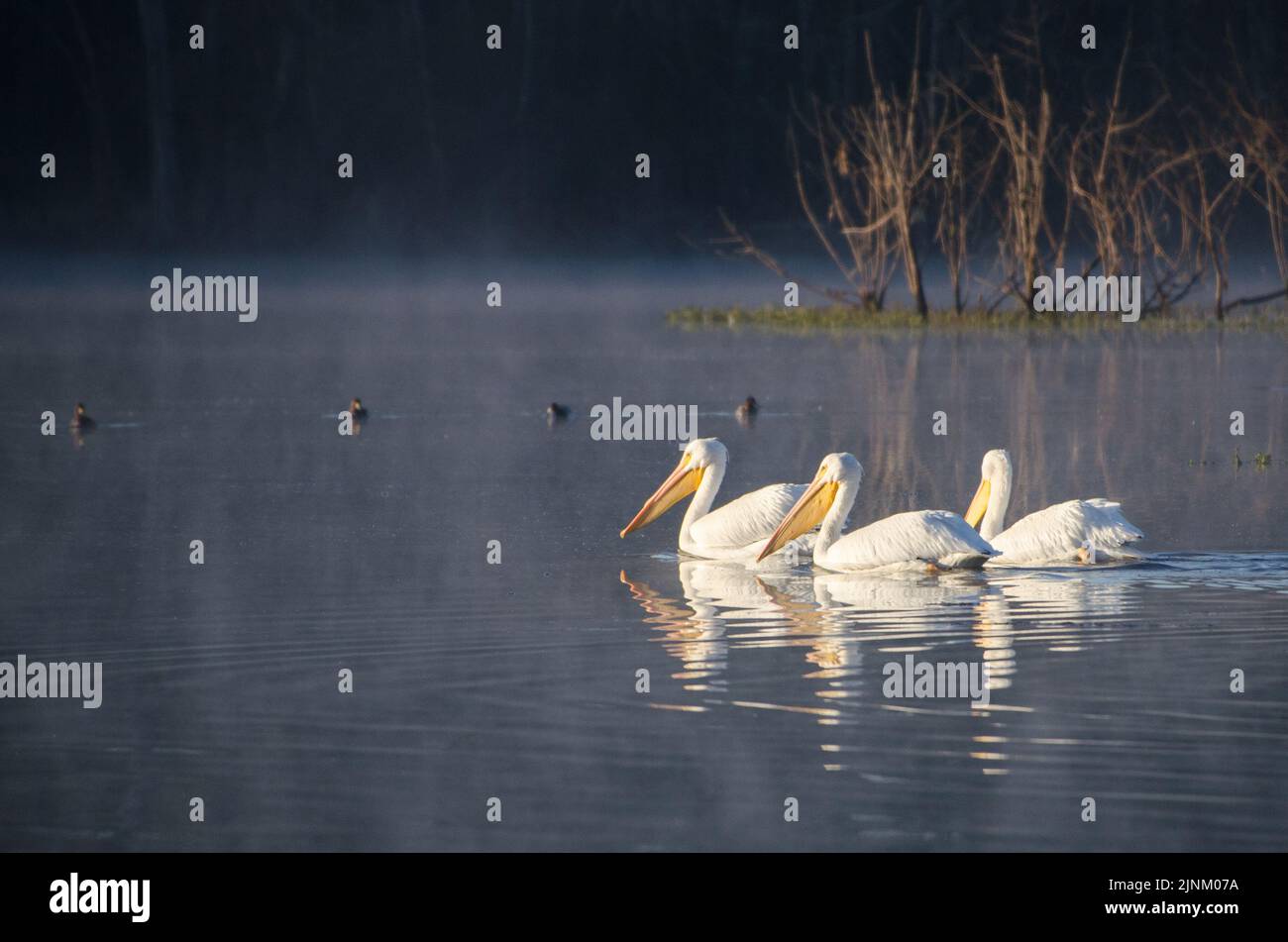 A trio of white pelicans face into the sun as they swim across the pond ...