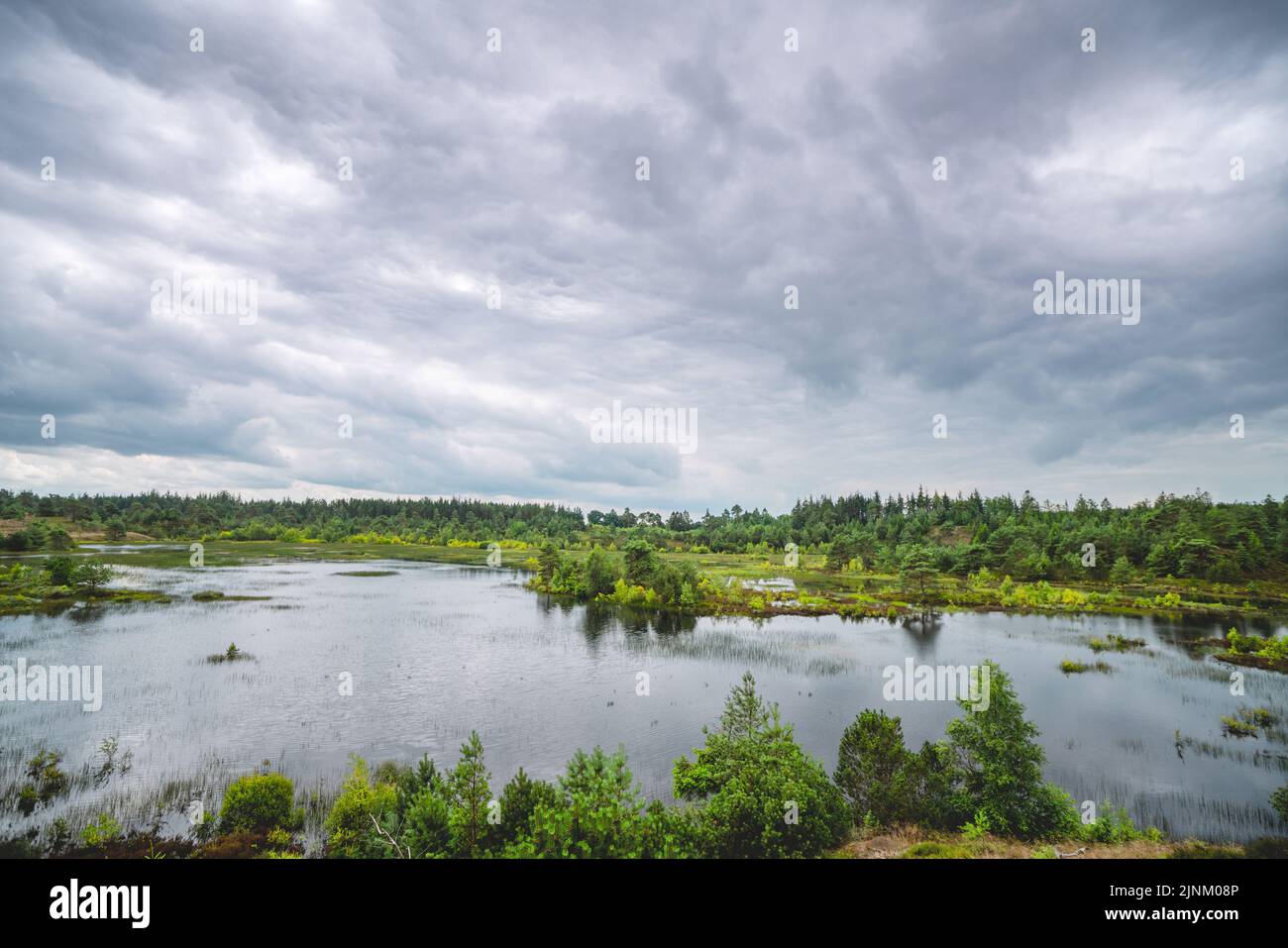 water, wetland, bog area, les mosses, wetlands, bogs Stock Photo - Alamy