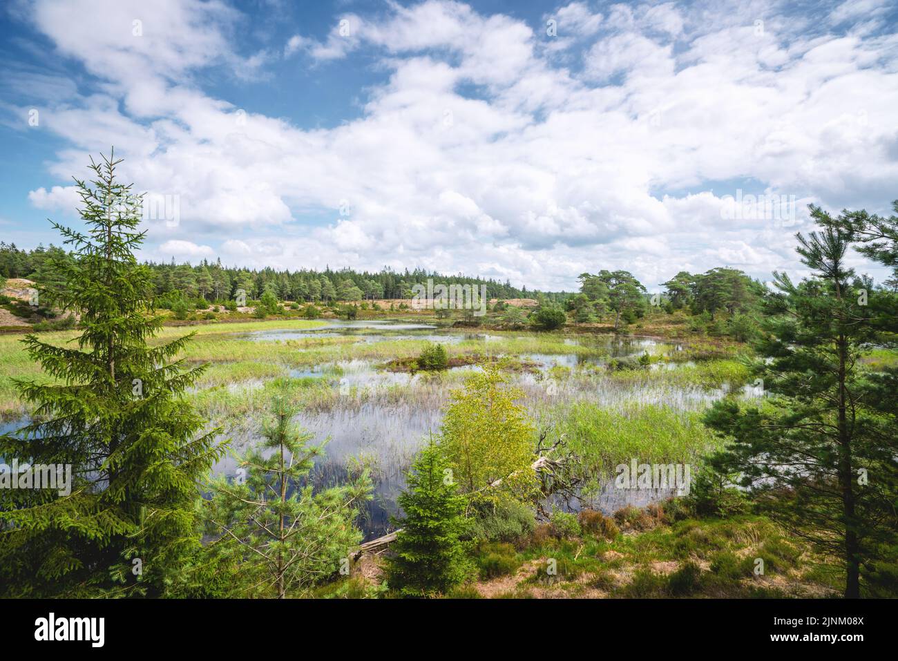 wetland, bog area, les mosses, wetlands, bogs Stock Photo - Alamy