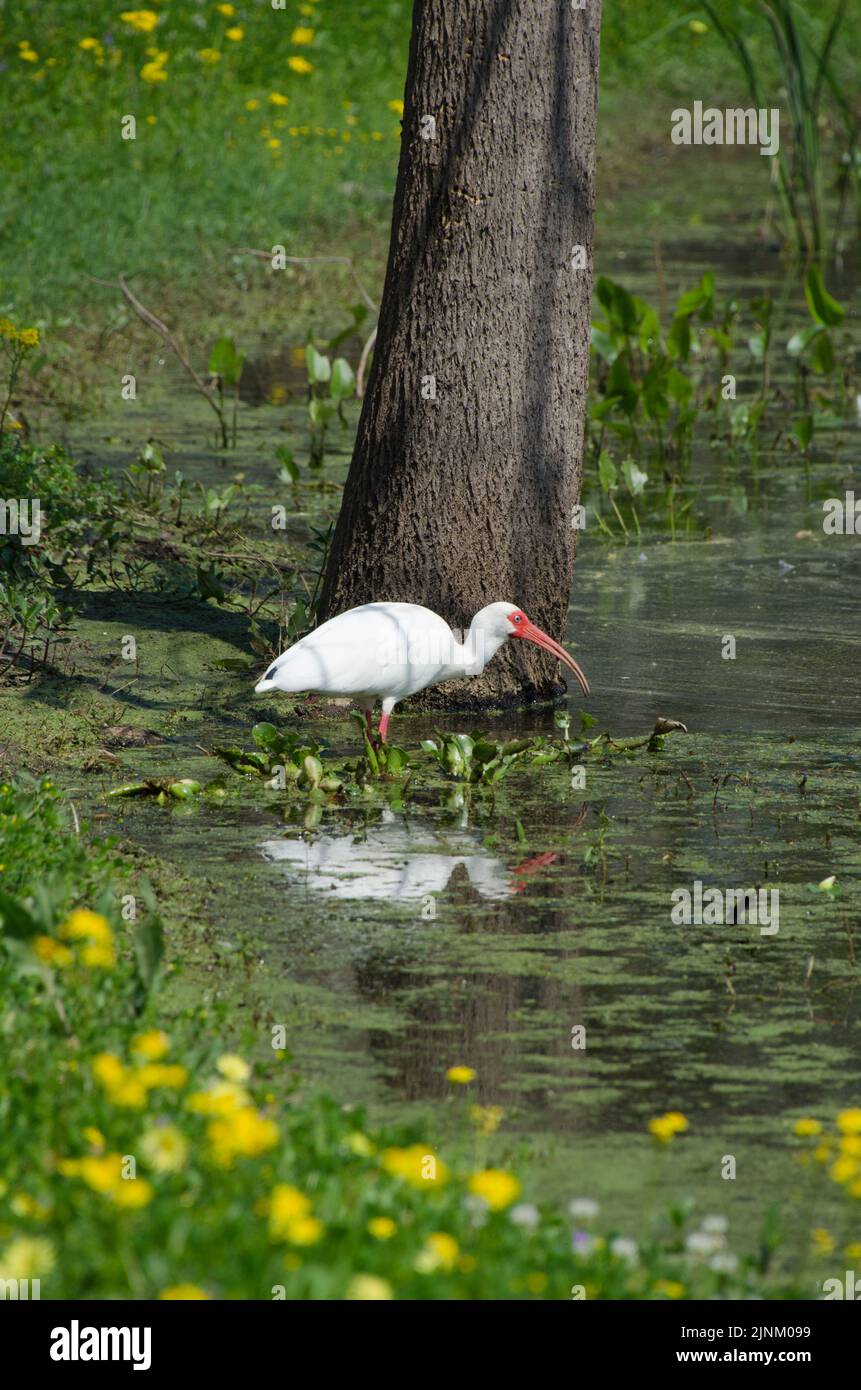 An American white ibis wading at the edge of the lake as it searches ...
