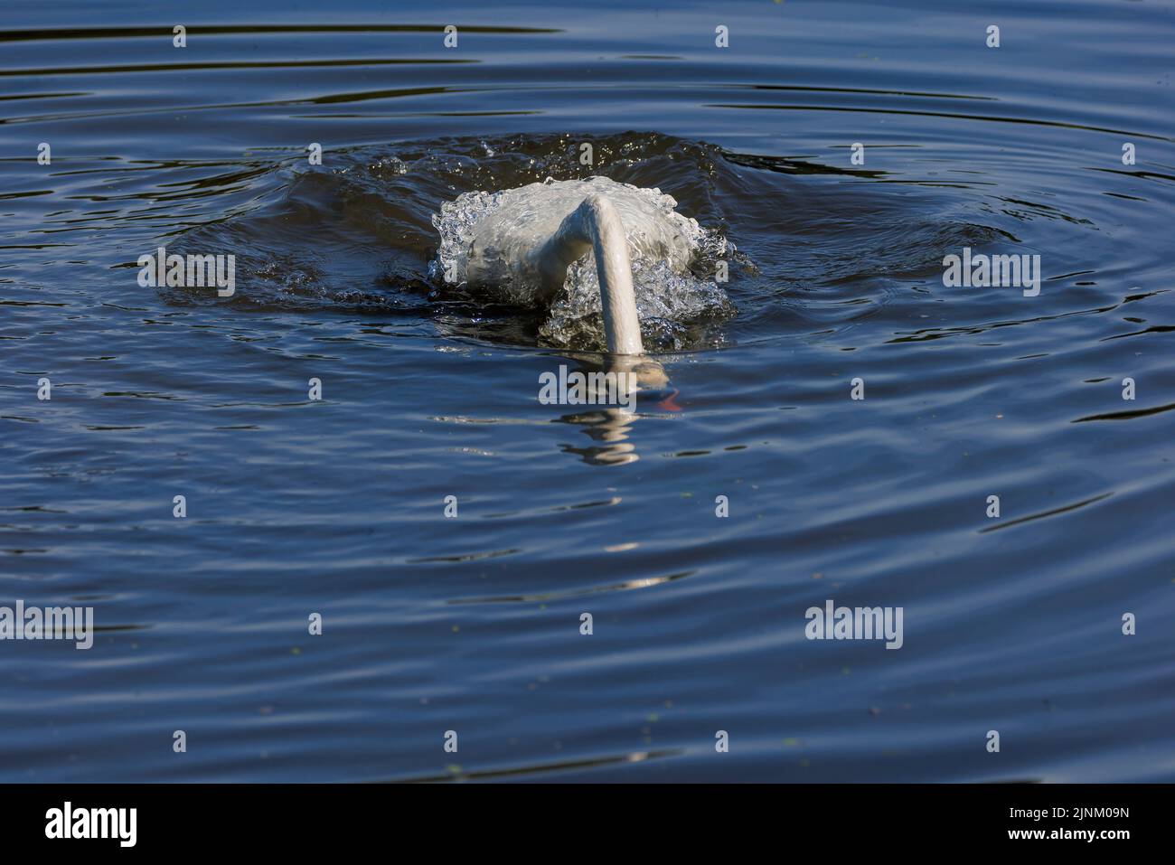 Swan sticking its neck underwater trying to keep cool Stock Photo - Alamy