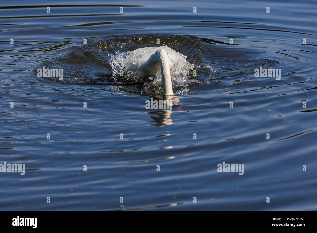 Swan sticking its neck underwater trying to keep cool Stock Photo - Alamy