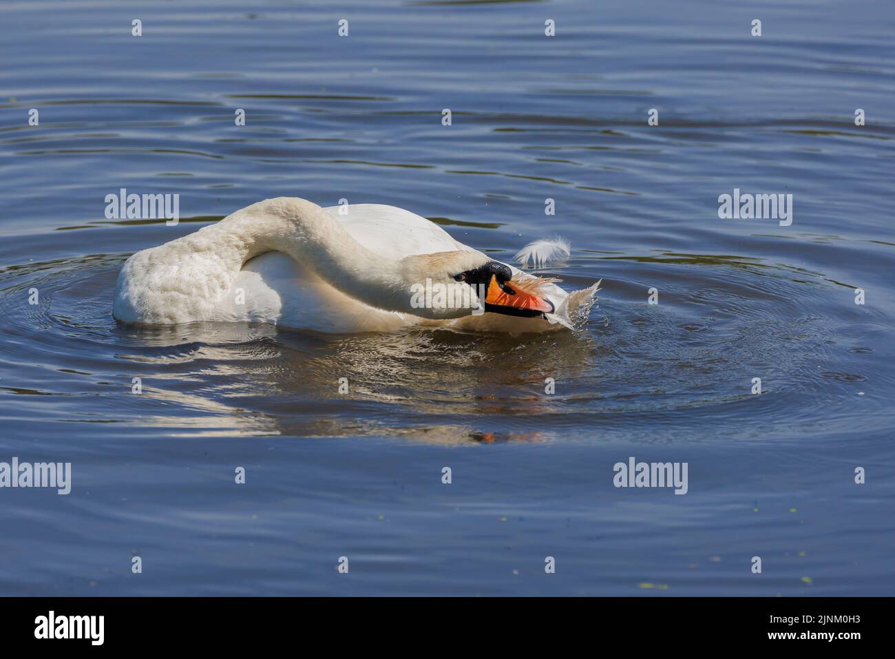 Hot sunshine wildlife hi-res stock photography and images - Alamy