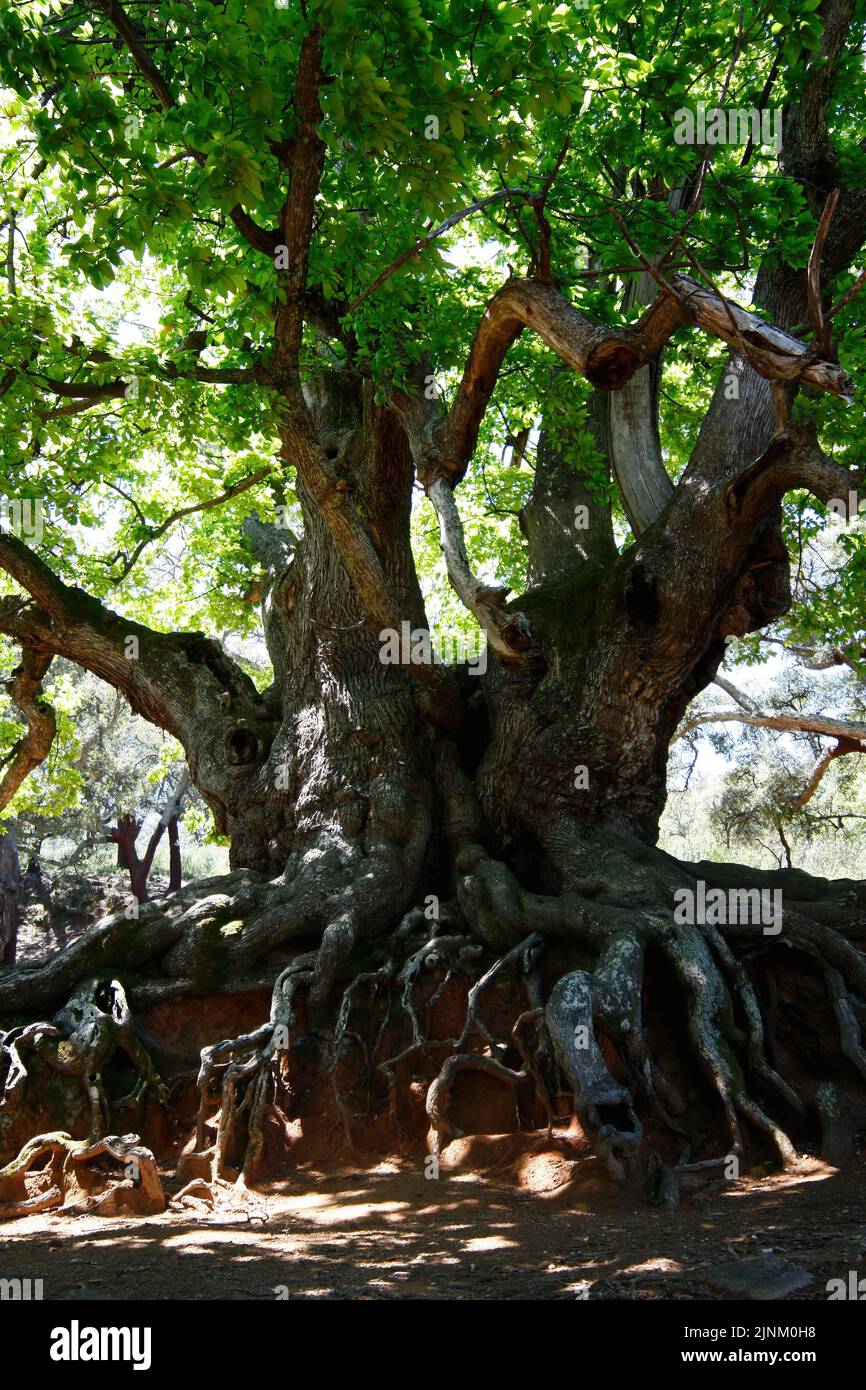 Holy wood tree hi-res stock photography and images - Alamy
