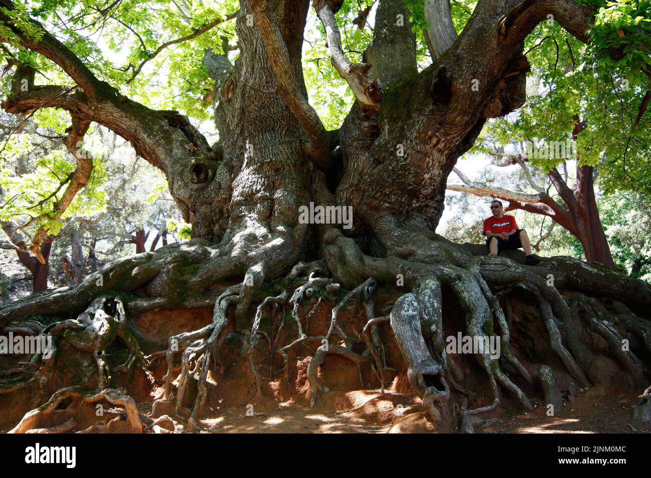 Castaño santo hi-res stock photography and images - Alamy