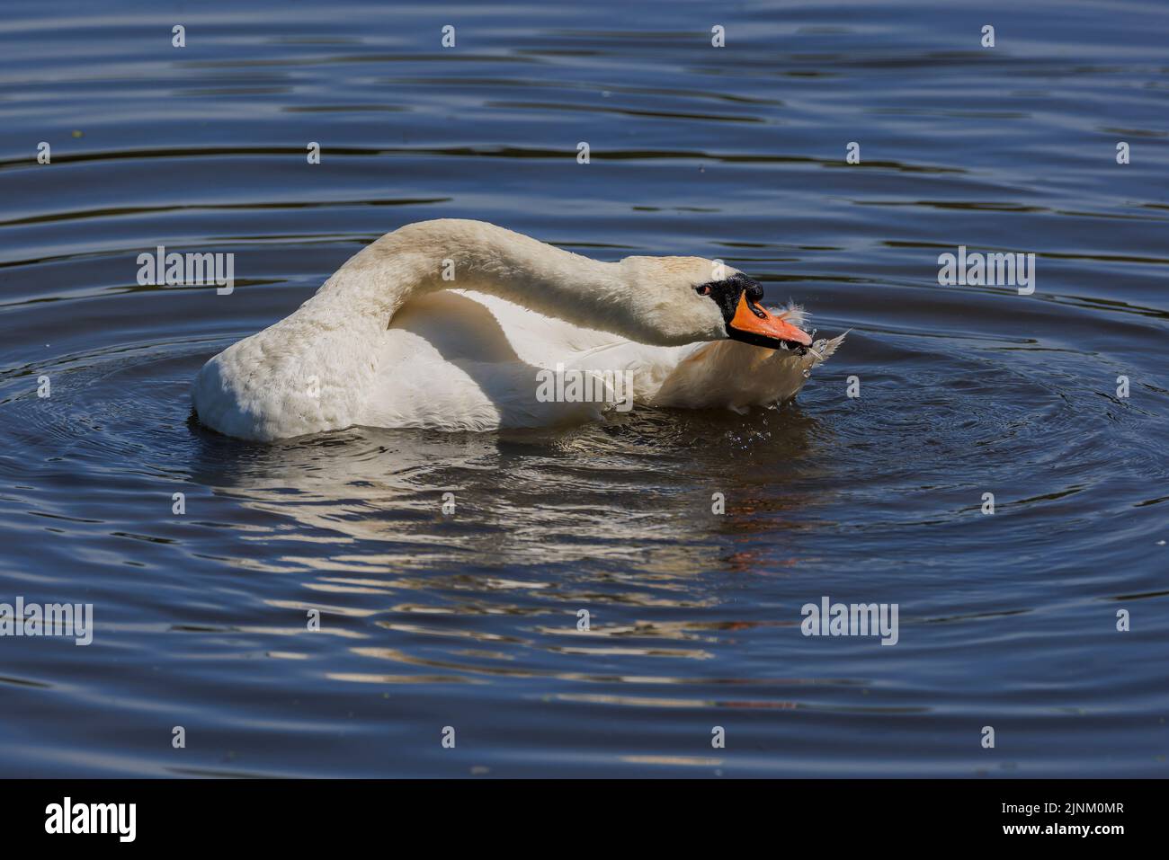 Swan on a hot day Stock Photo - Alamy