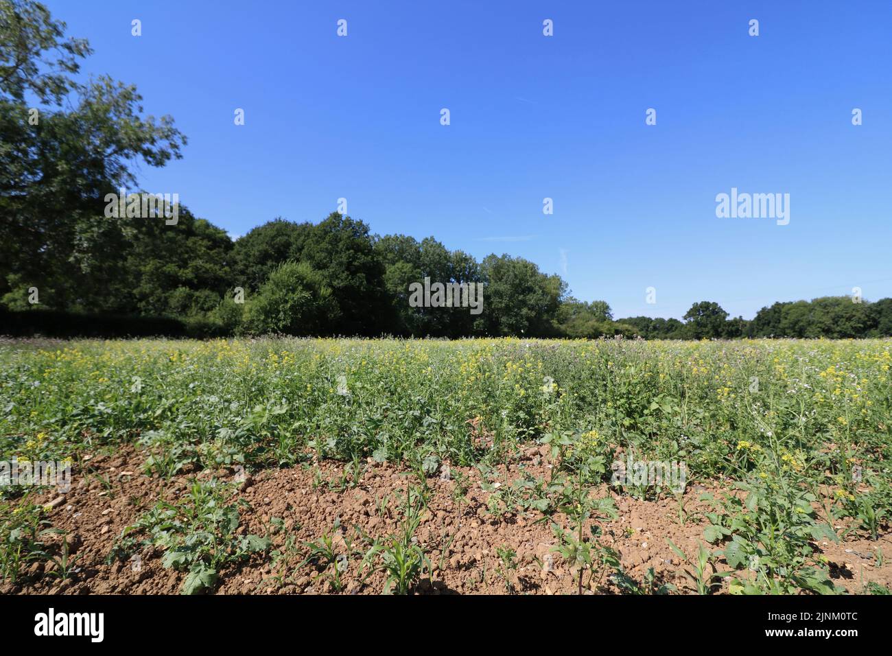 Field in spring with trees and blue sky above and earth in foreground ...