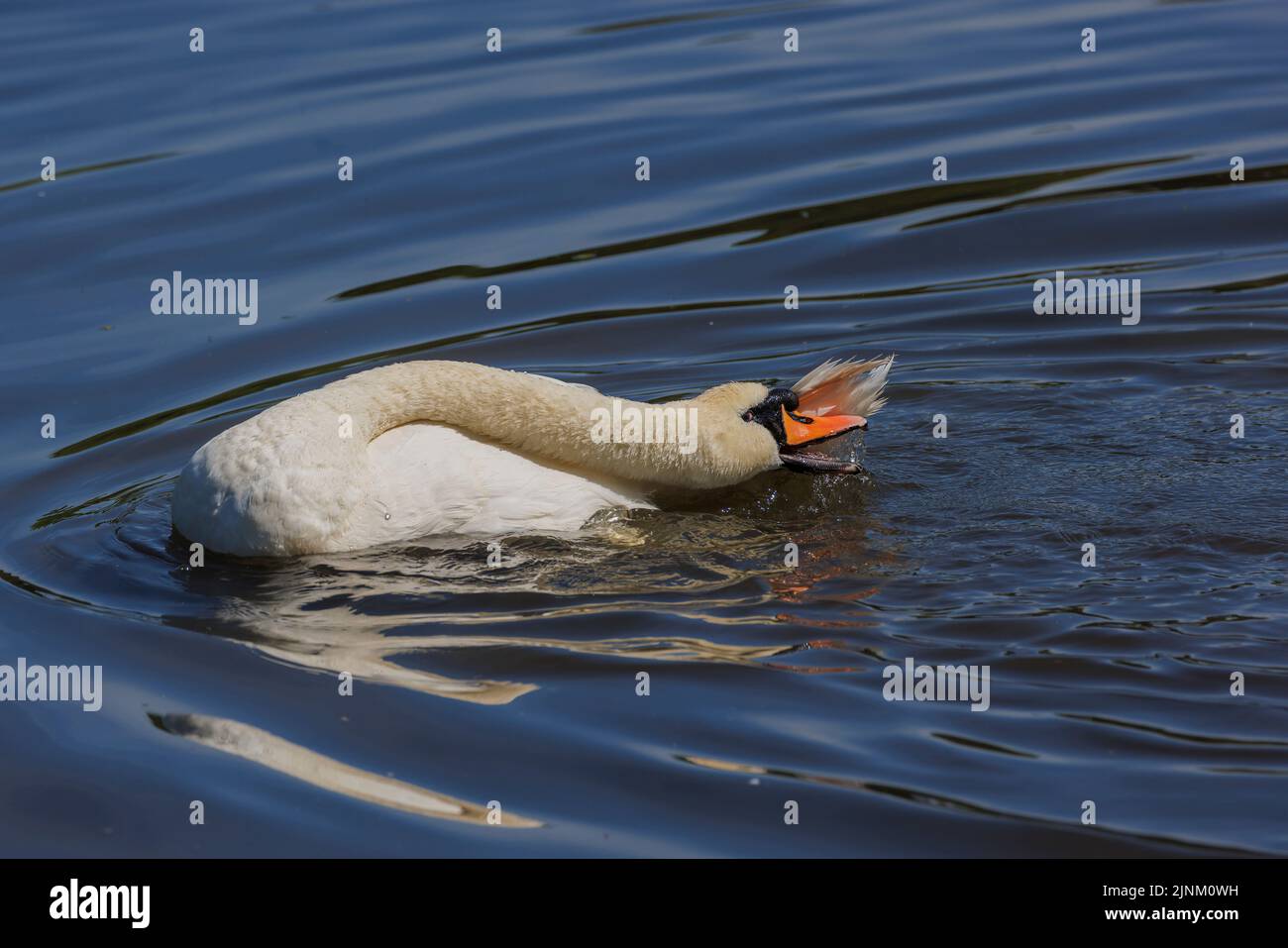 Swan on a hot day Stock Photo - Alamy