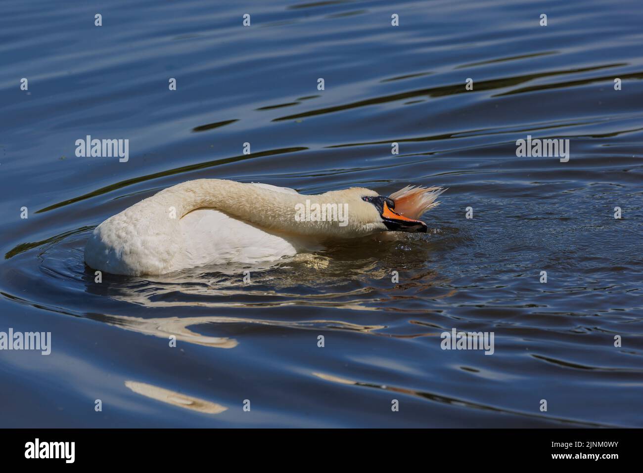 Swan on a hot day Stock Photo - Alamy