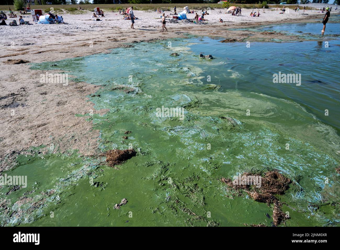 Greifswald, Germany. 12th Aug, 2022. A so-called algae carpet floats in ...