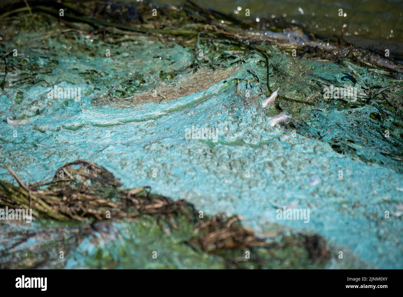 Greifswald, Germany. 12th Aug, 2022. A so-called algae carpet floats in ...