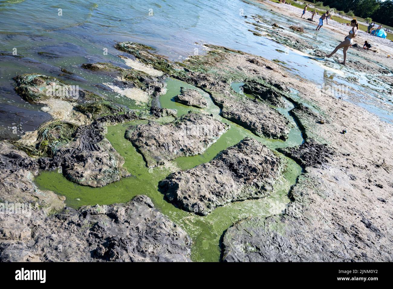Greifswald, Germany. 12th Aug, 2022. A so-called algae carpet floats in ...