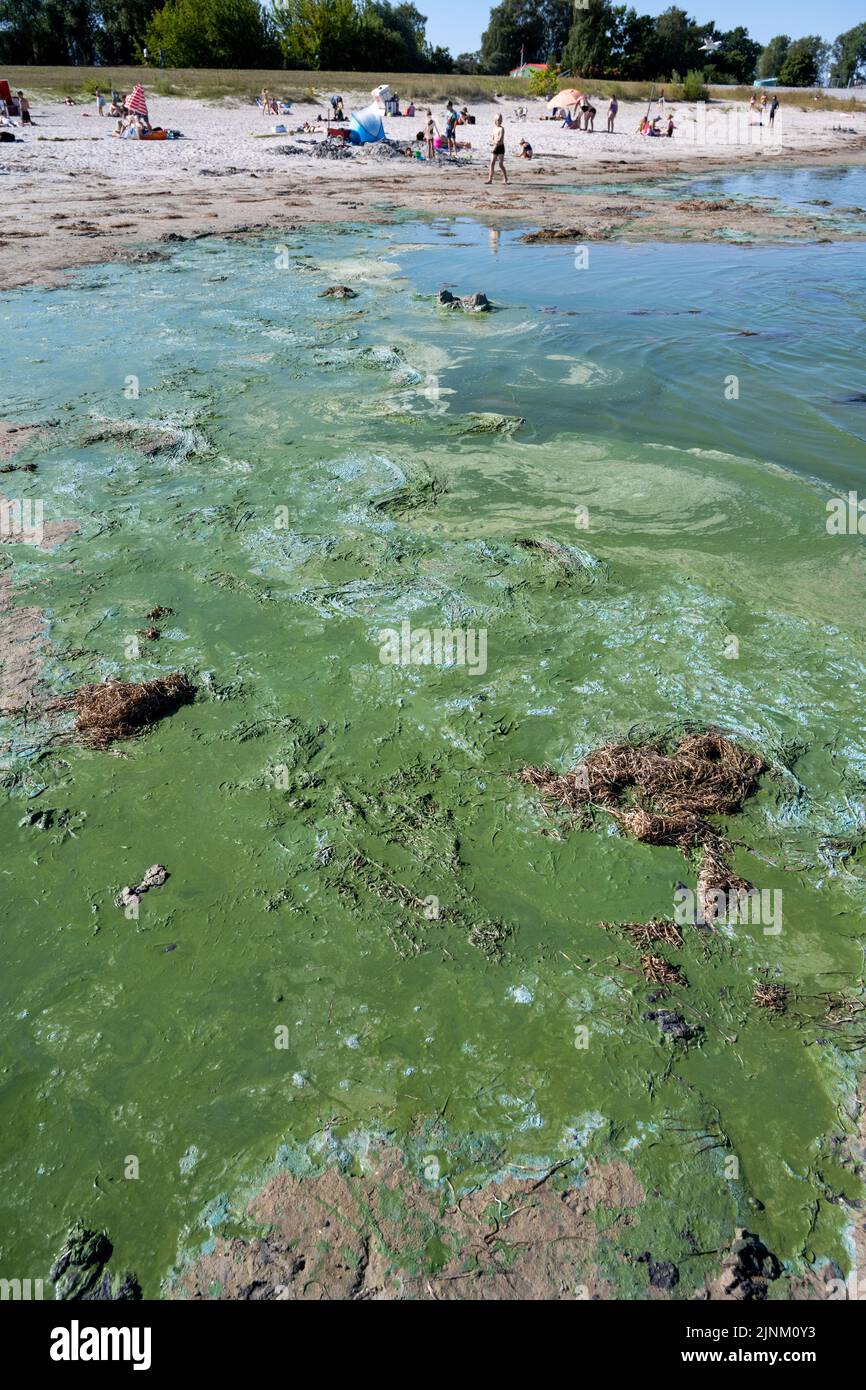 Greifswald, Germany. 12th Aug, 2022. A so-called algae carpet floats in ...