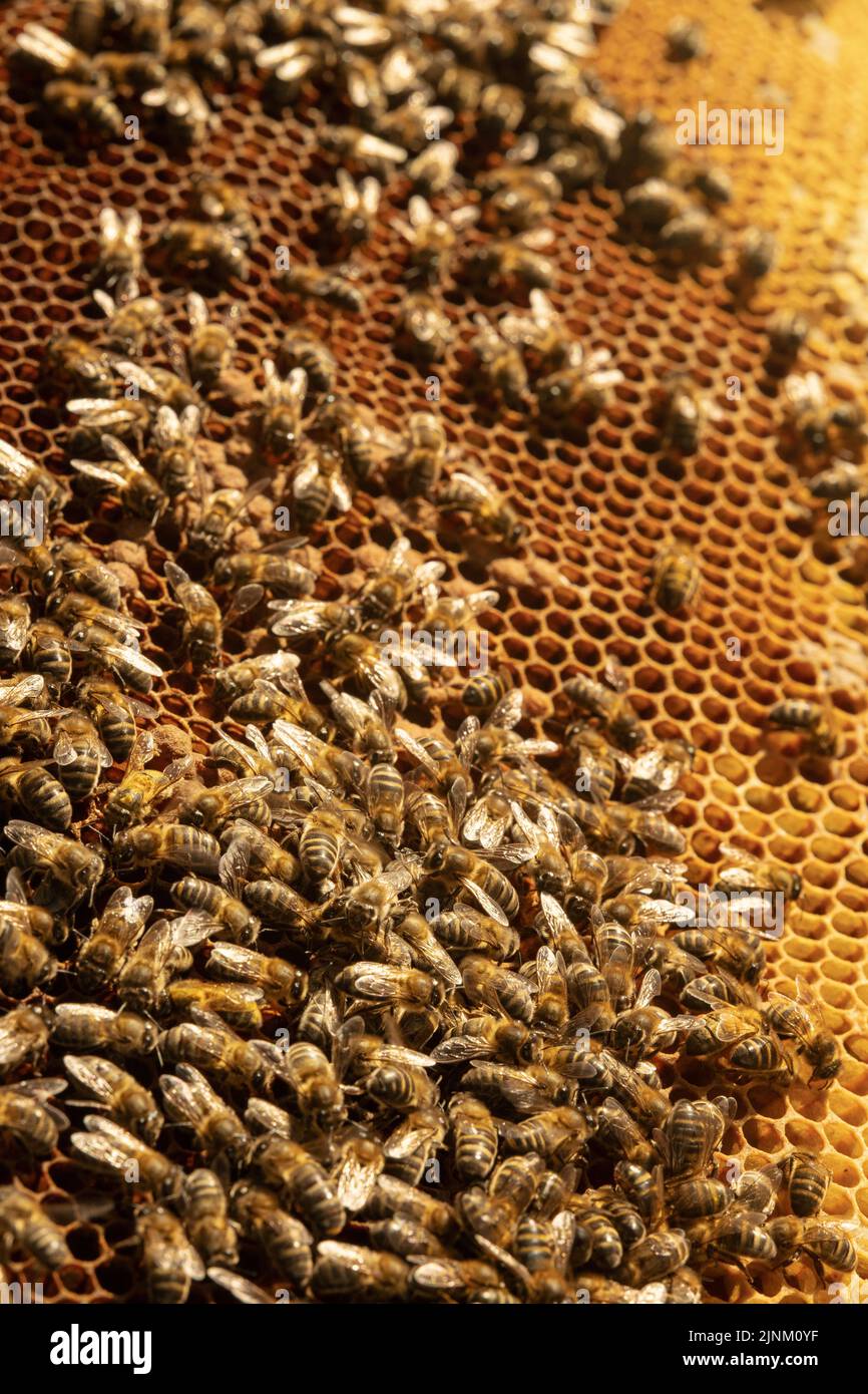 beekeeping, bee colony, Honey bee, apiculture, bee colonies, beehive ...