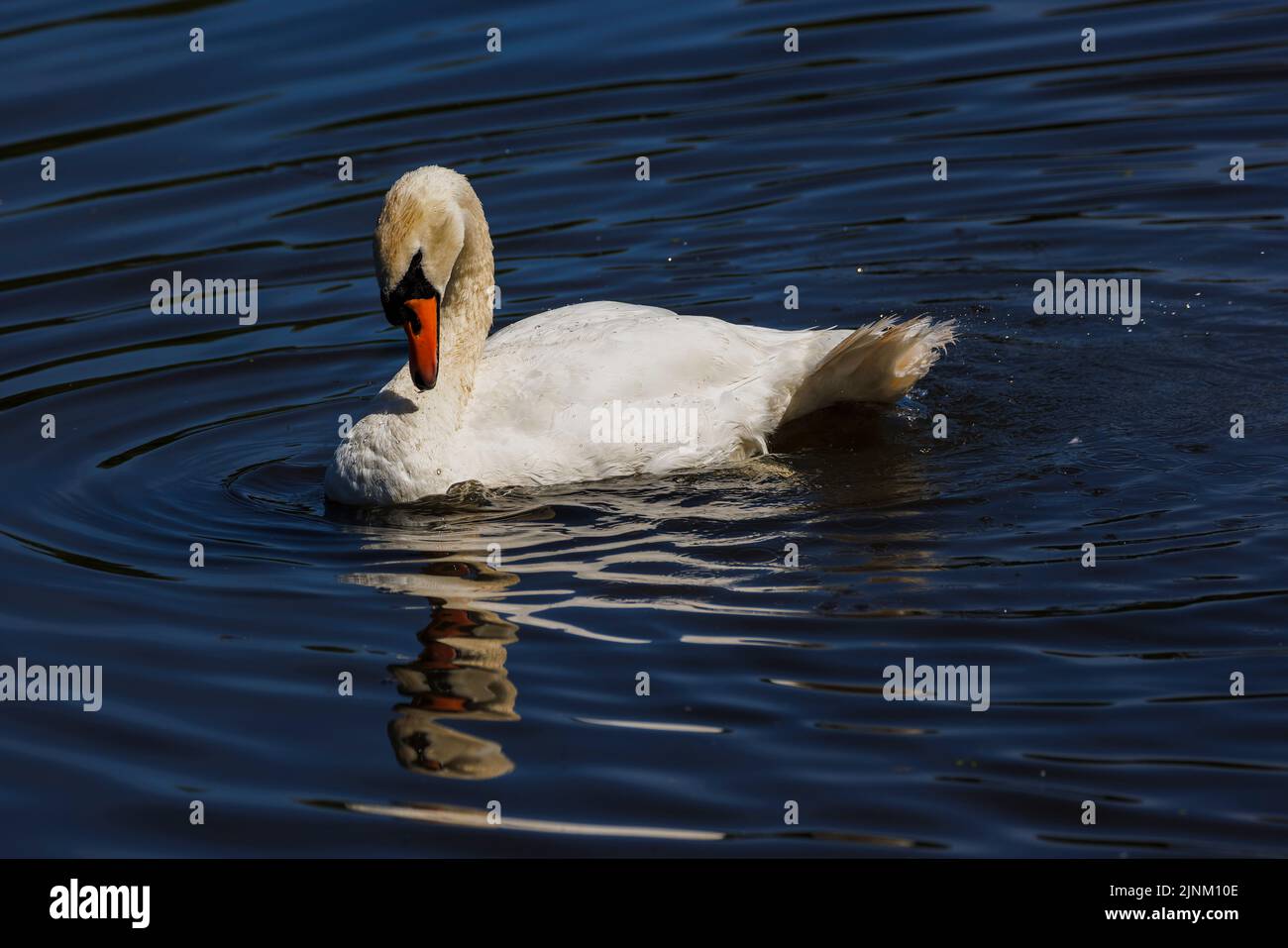 Hot sunny animal hi-res stock photography and images - Alamy