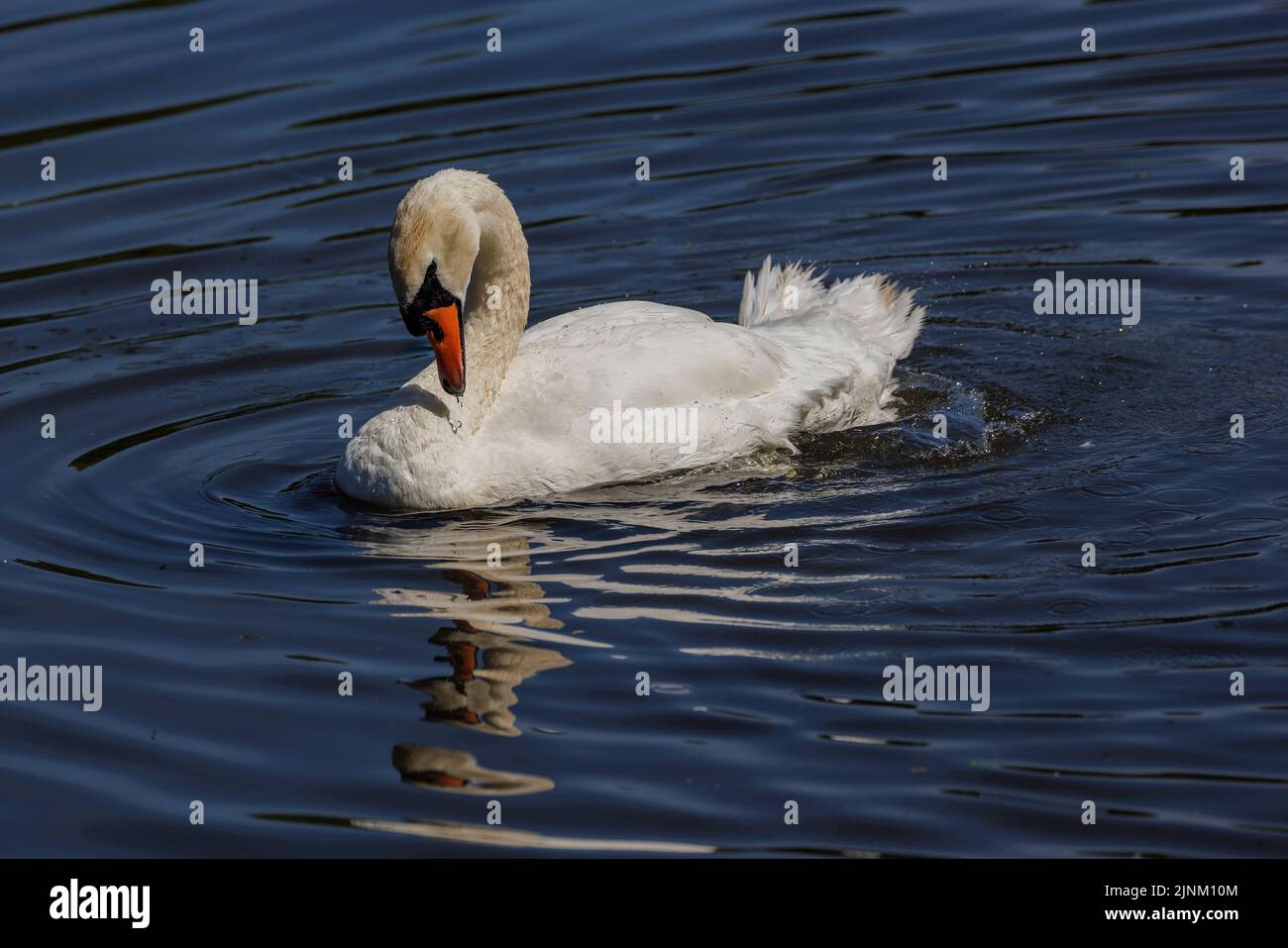 Swan on a hot day Stock Photo - Alamy