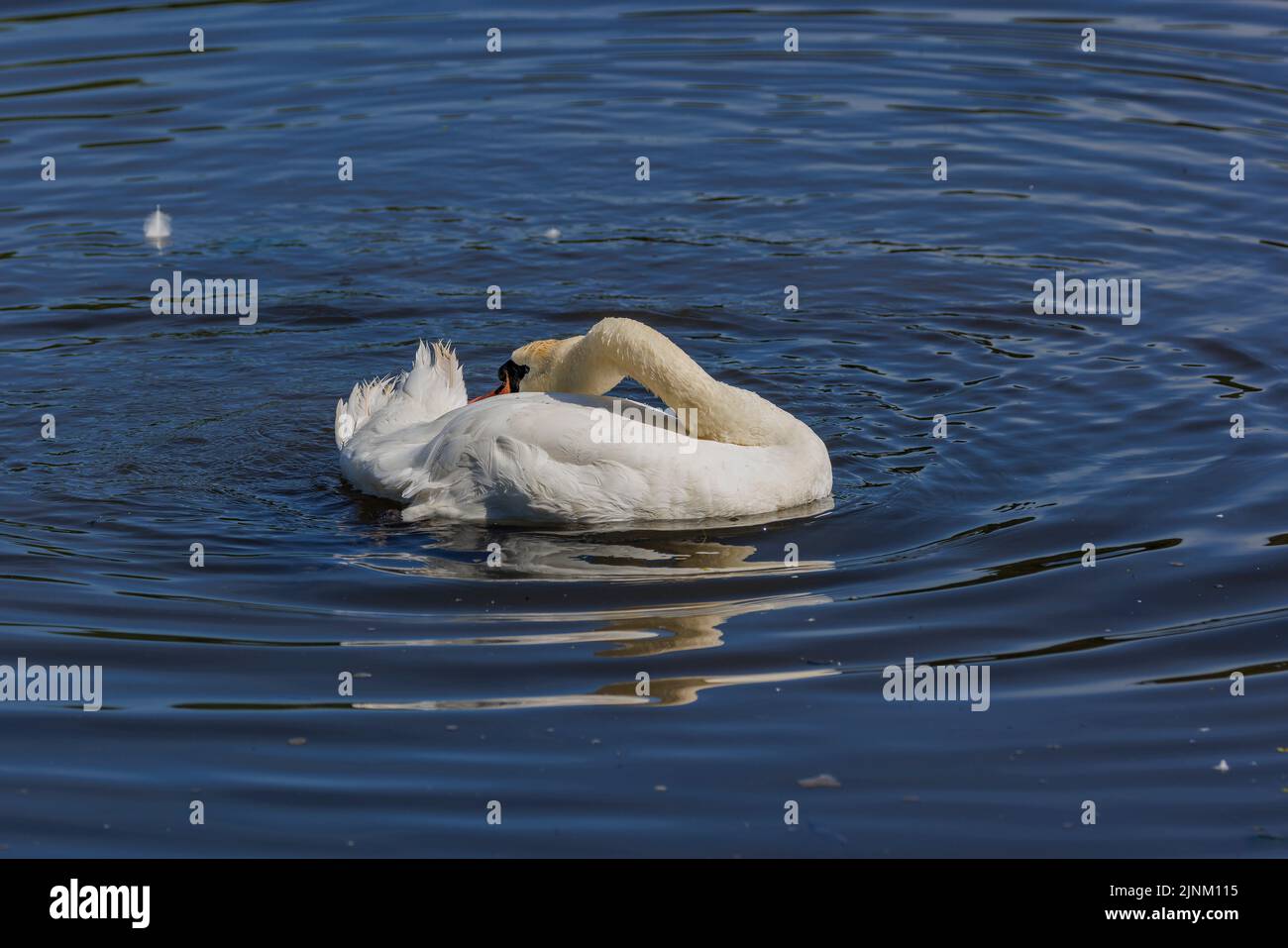 Hot sunshine wildlife hi-res stock photography and images - Alamy