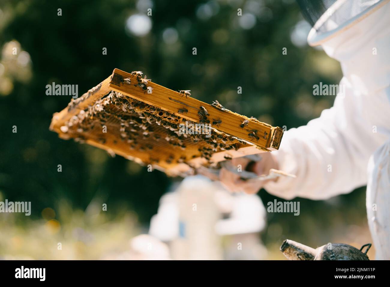 honeycomb, beekeeping, Honey bee, honeycombs, apiculture Stock Photo ...