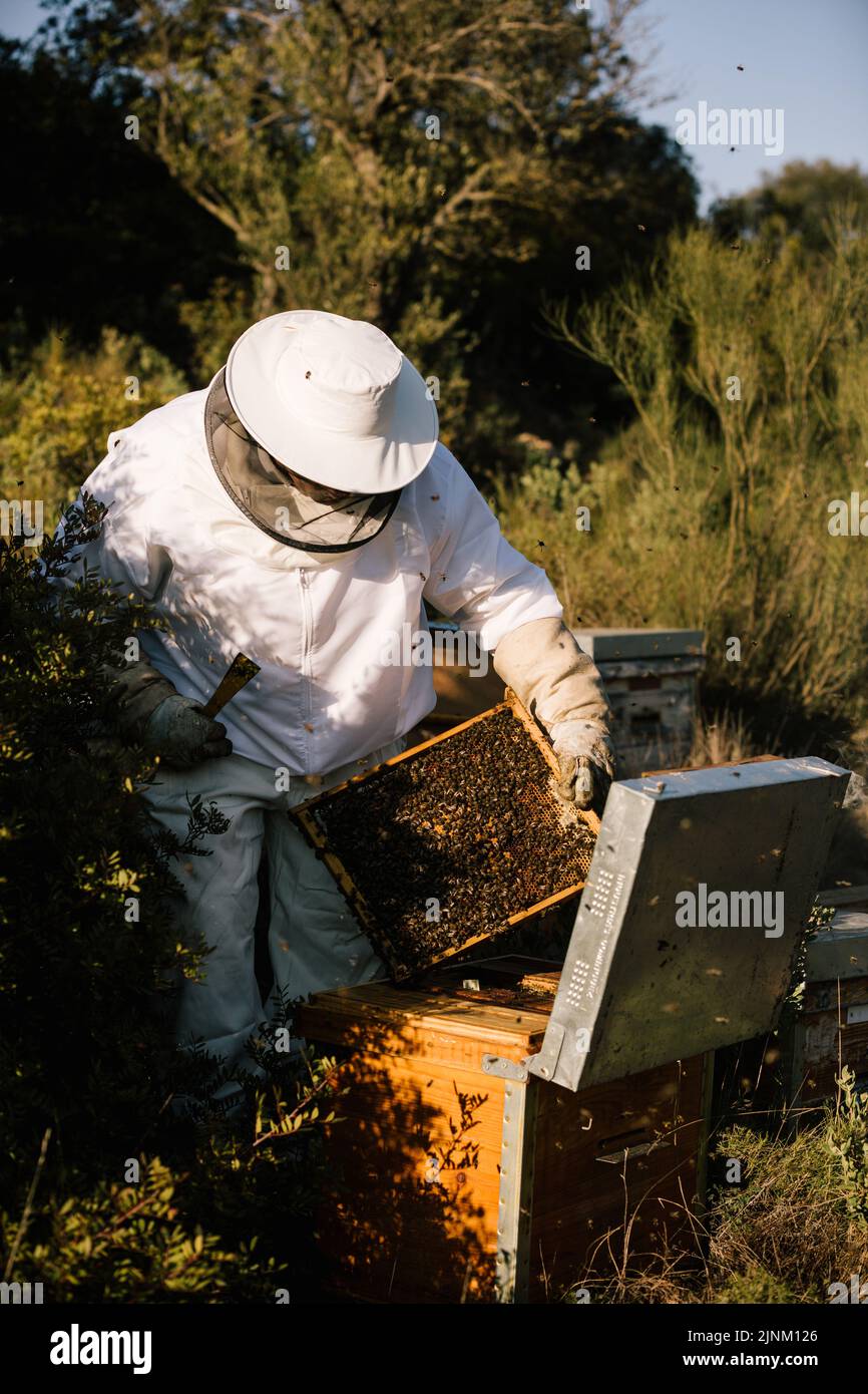 beehive, beekeeping, Honey bee, beehives, apiculture Stock Photo - Alamy