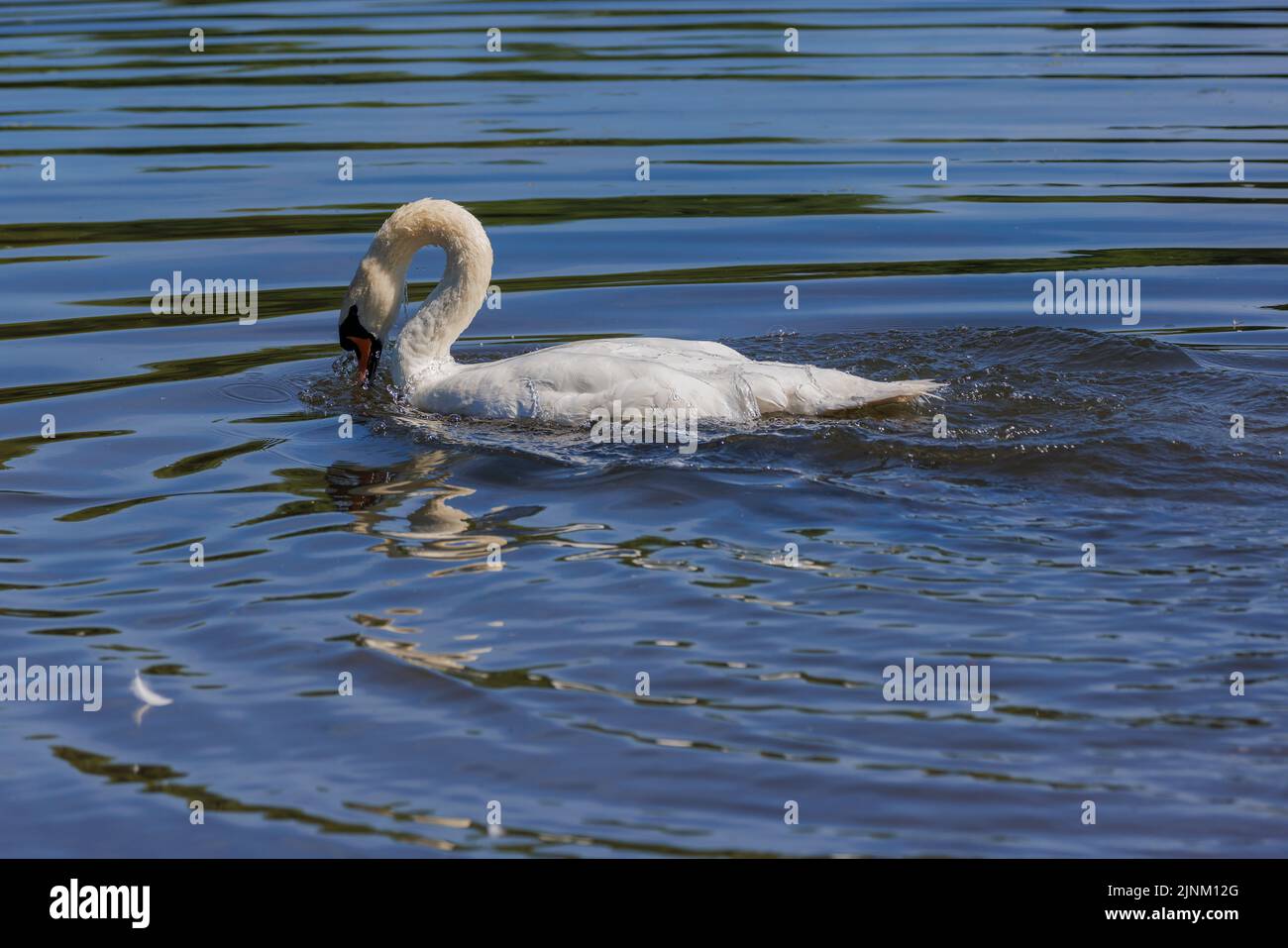 Wildbird reserve hi-res stock photography and images - Alamy