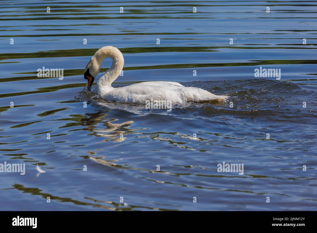 Hot sunny animal hi-res stock photography and images - Alamy