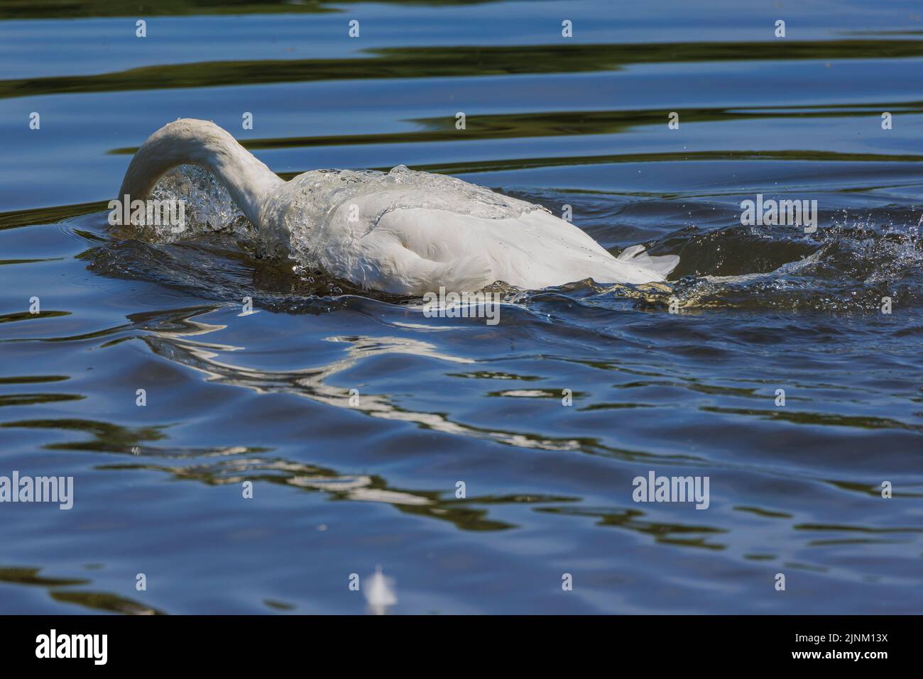 Swans washing hi-res stock photography and images - Alamy