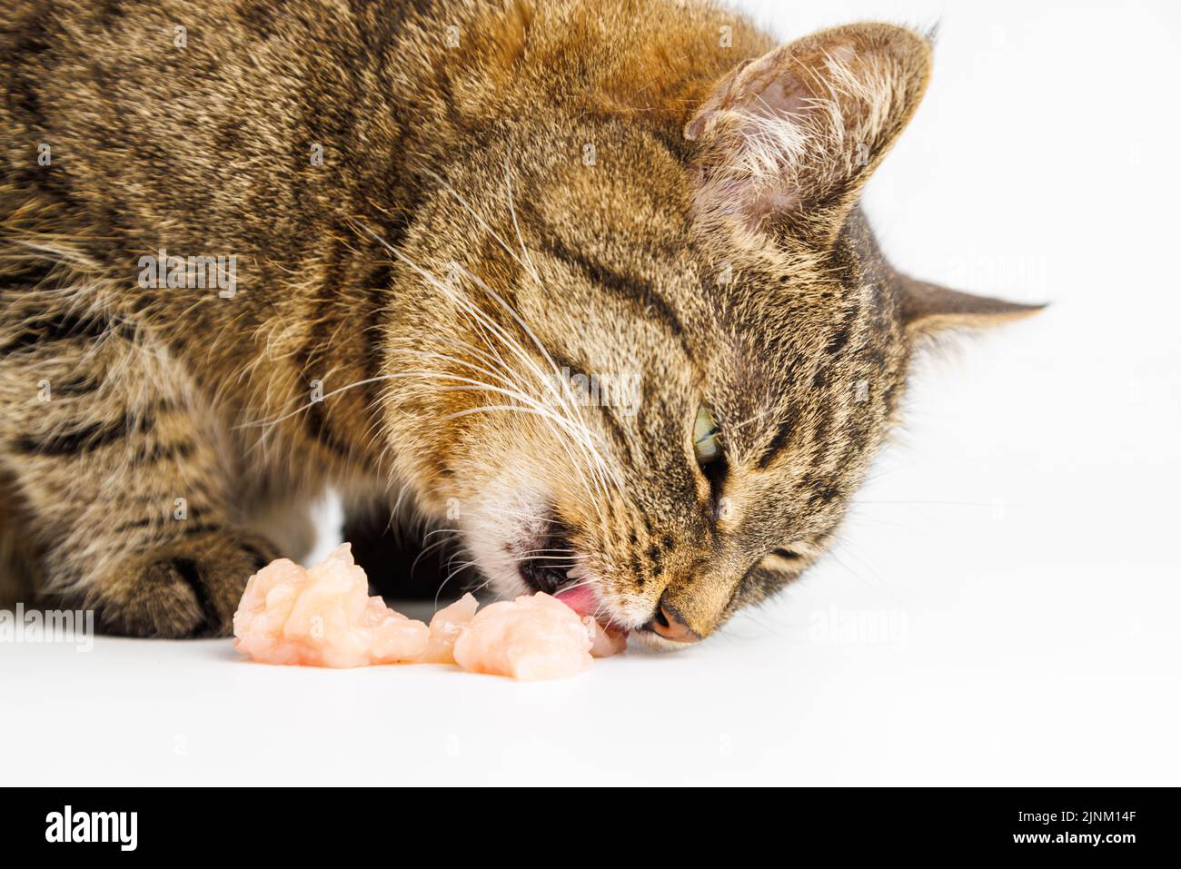tabby cat eating raw chicken meat on white background Stock Photo - Alamy
