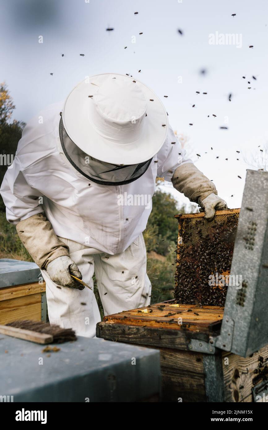 Lady beekeeper hi-res stock photography and images - Alamy