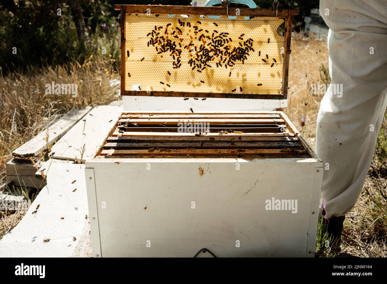 beehive, honeycomb, bee colony, beehives, honeycombs, bee colonies ...