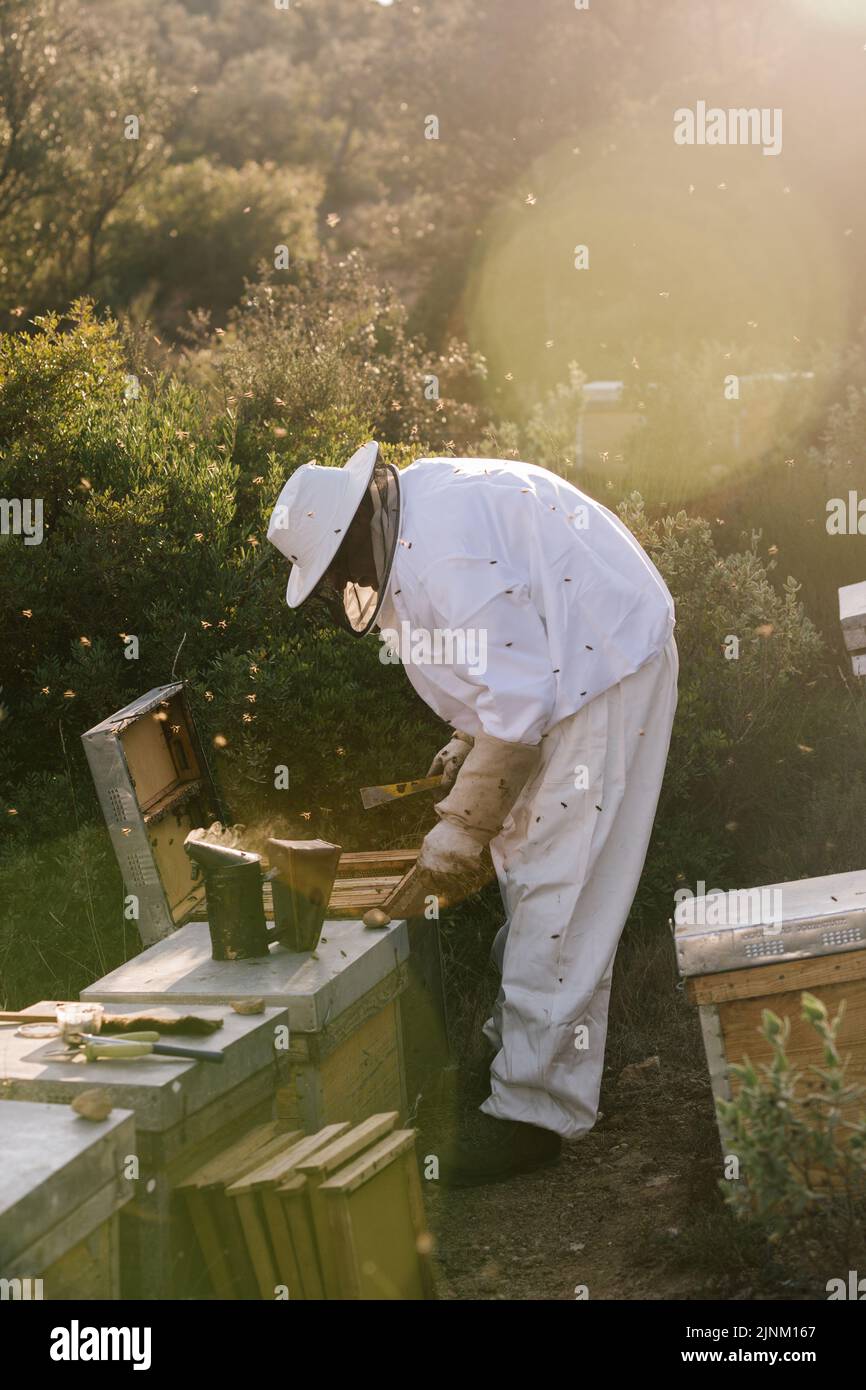 bees, beekeeping, honey production, smoker, bee, apiculture, honey ...