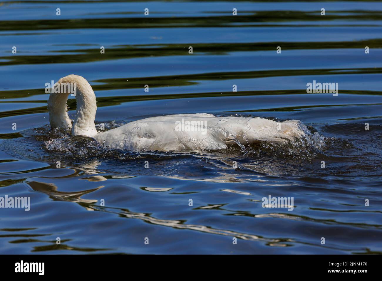 Swan on a hot day Stock Photo - Alamy