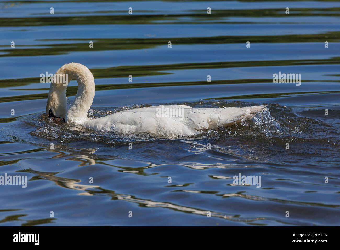 Swan on a hot day Stock Photo - Alamy