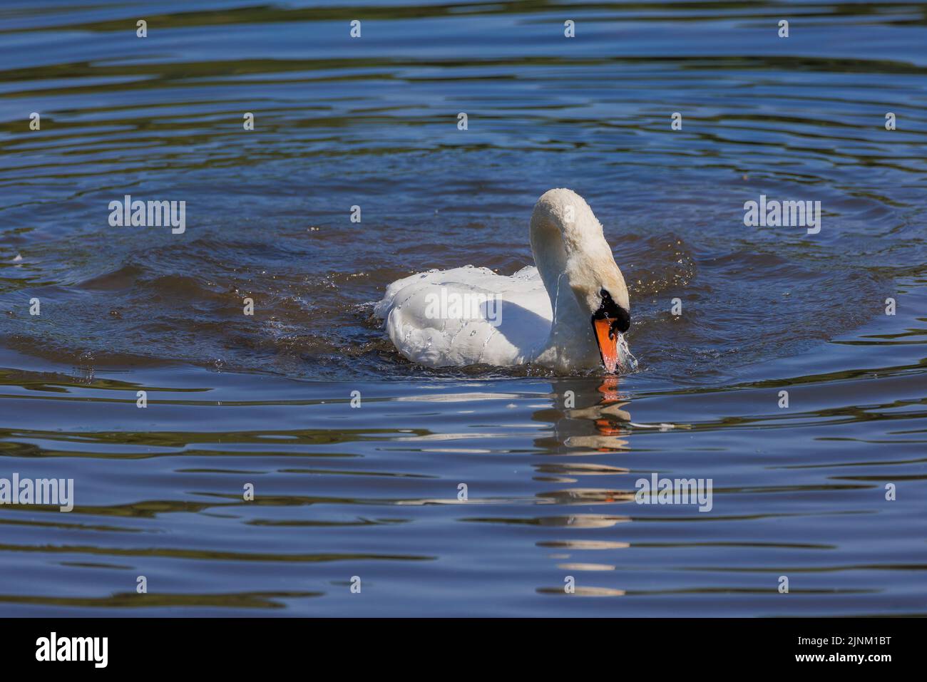 Swan on a hot day Stock Photo - Alamy