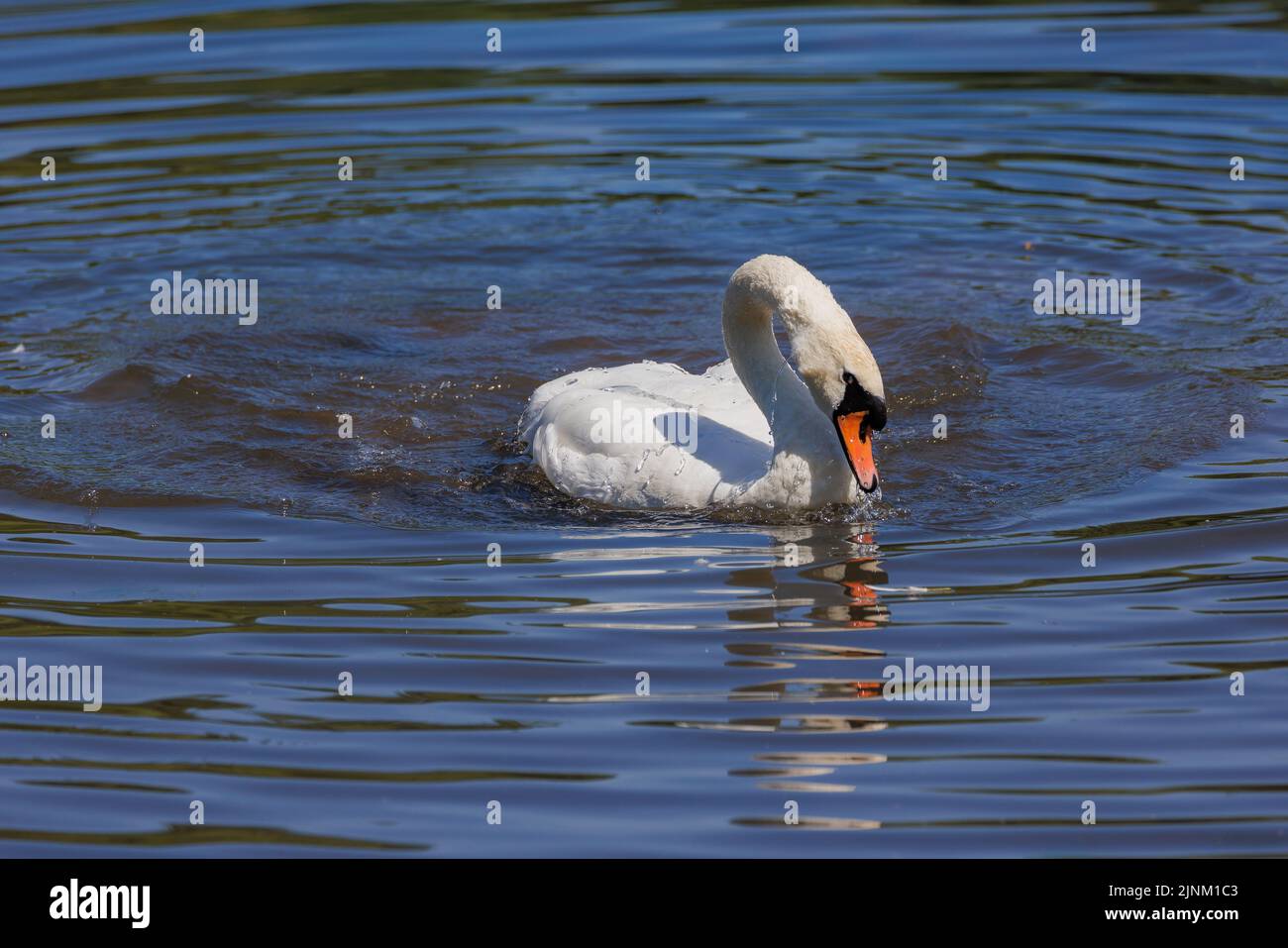 Water of a swans back hi-res stock photography and images - Alamy