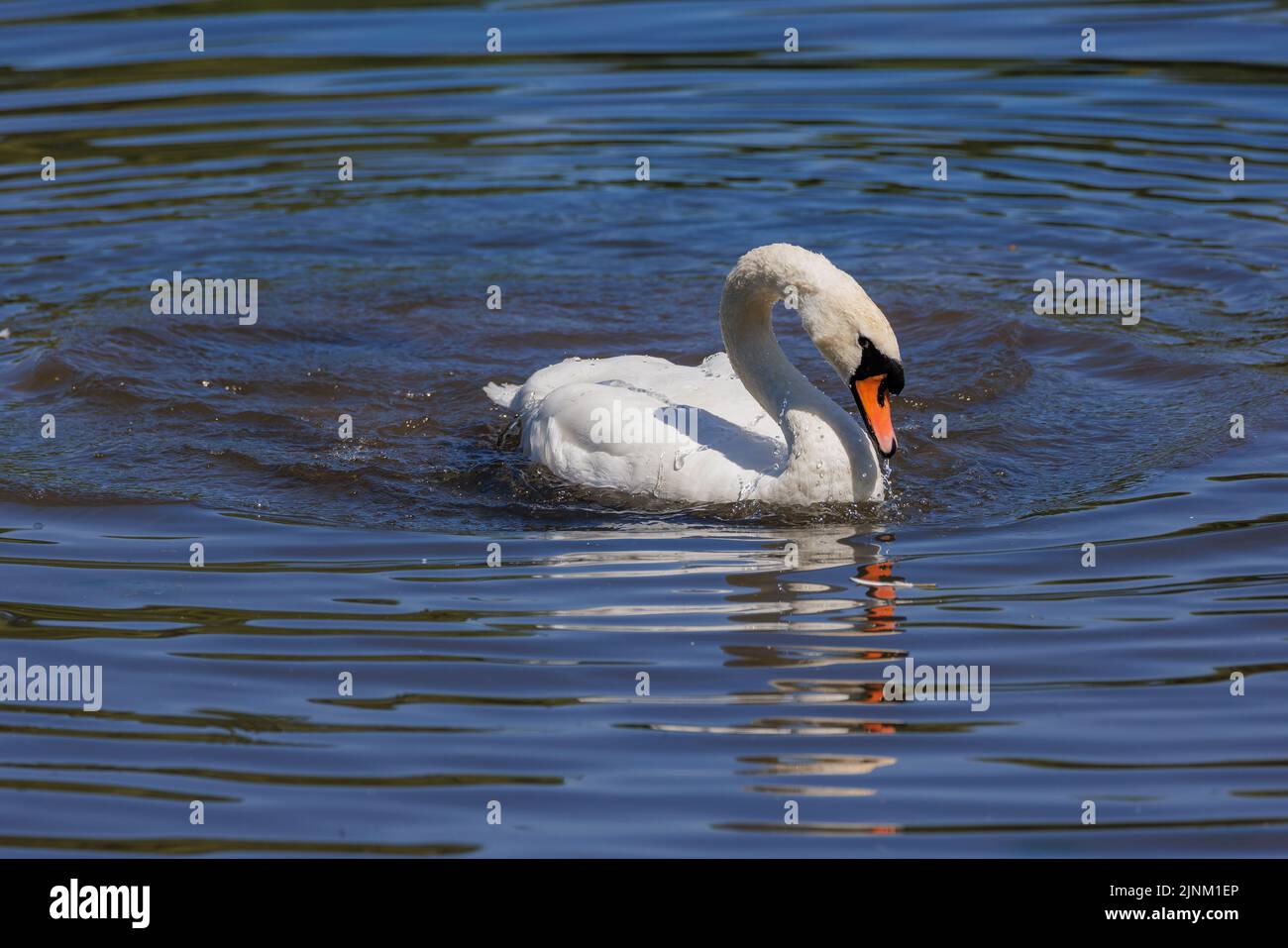Hot sunshine wildlife hi-res stock photography and images - Alamy