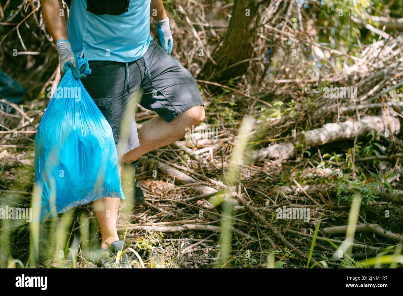 forest, environment protection, garbage, collection, forests, wood ...