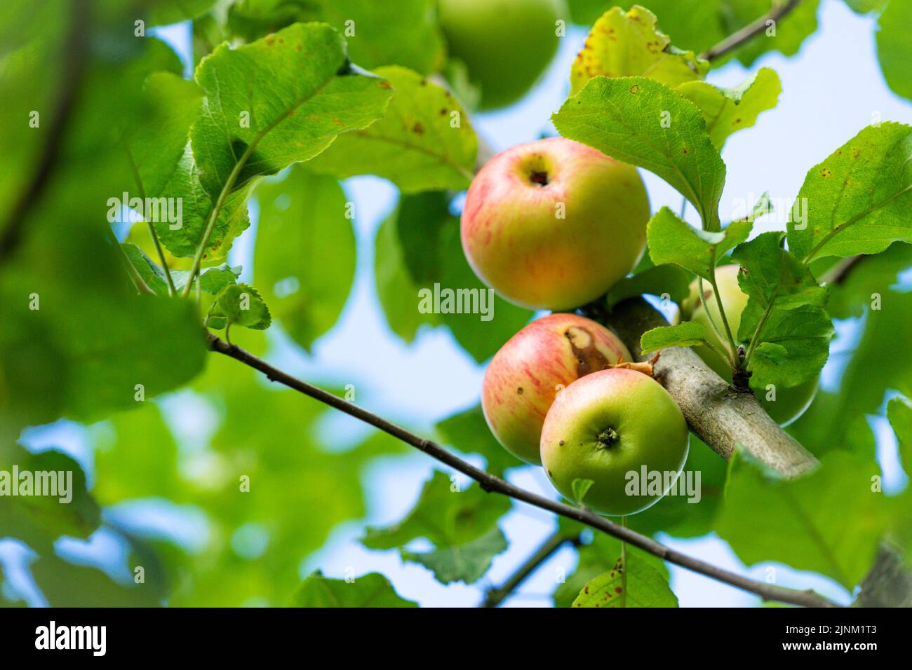 Apples from the traditional variety White Transparent hanging from a ...