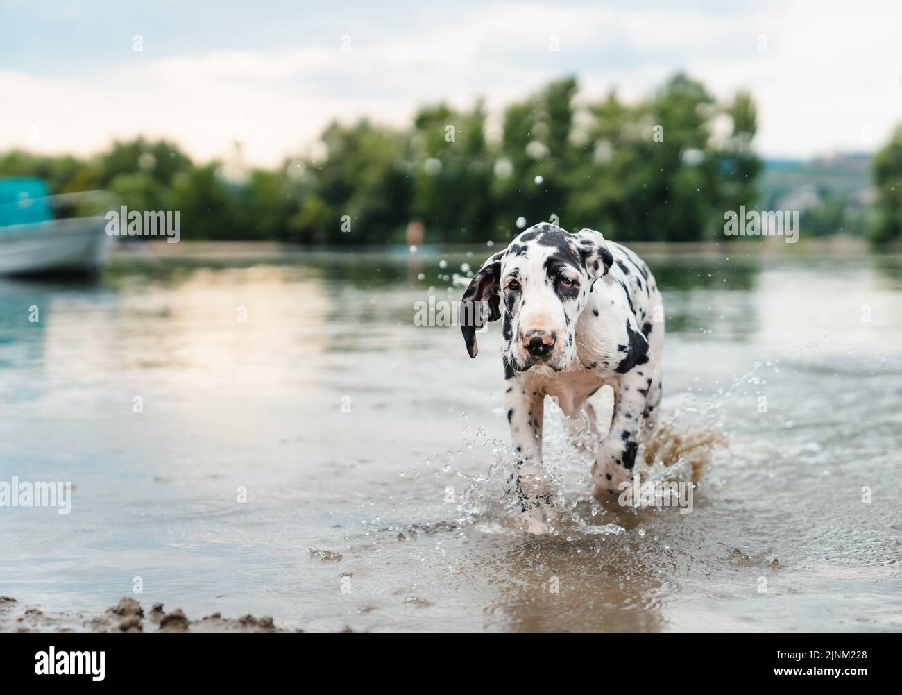 water, great dane, dane, danes, danish hound, german mastiff, great ...