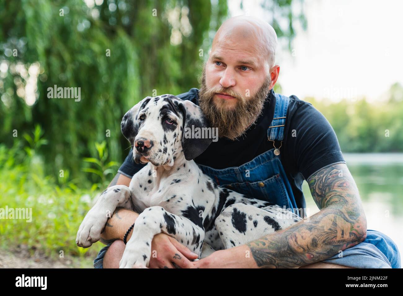 Three dogs man sitting hi-res stock photography and images - Alamy