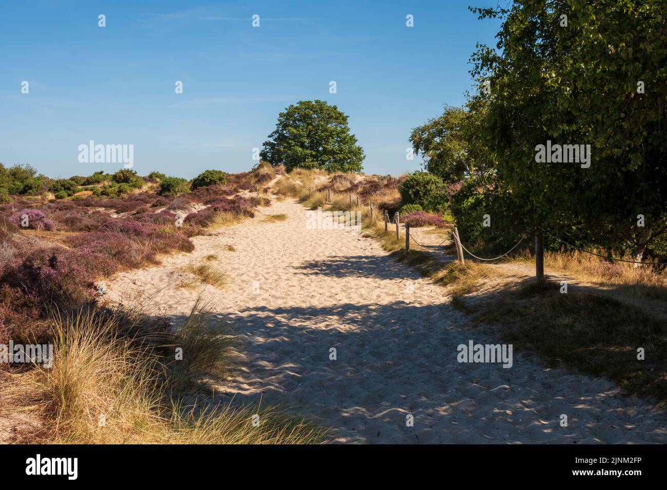Studland and Godlingston Heath National Nature Reserve, Dorset, UK ...