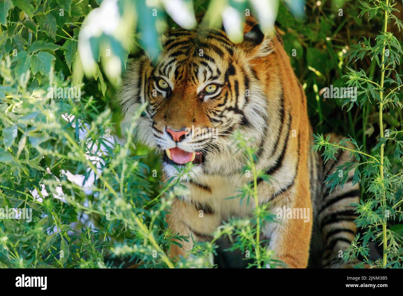 sumatra tiger, panthera tigris sumatrae, sumatra tigers Stock Photo - Alamy